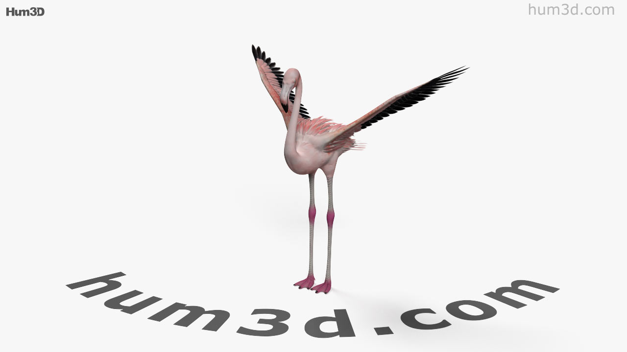 360 view of Flamingo 3D model - 3DModels store