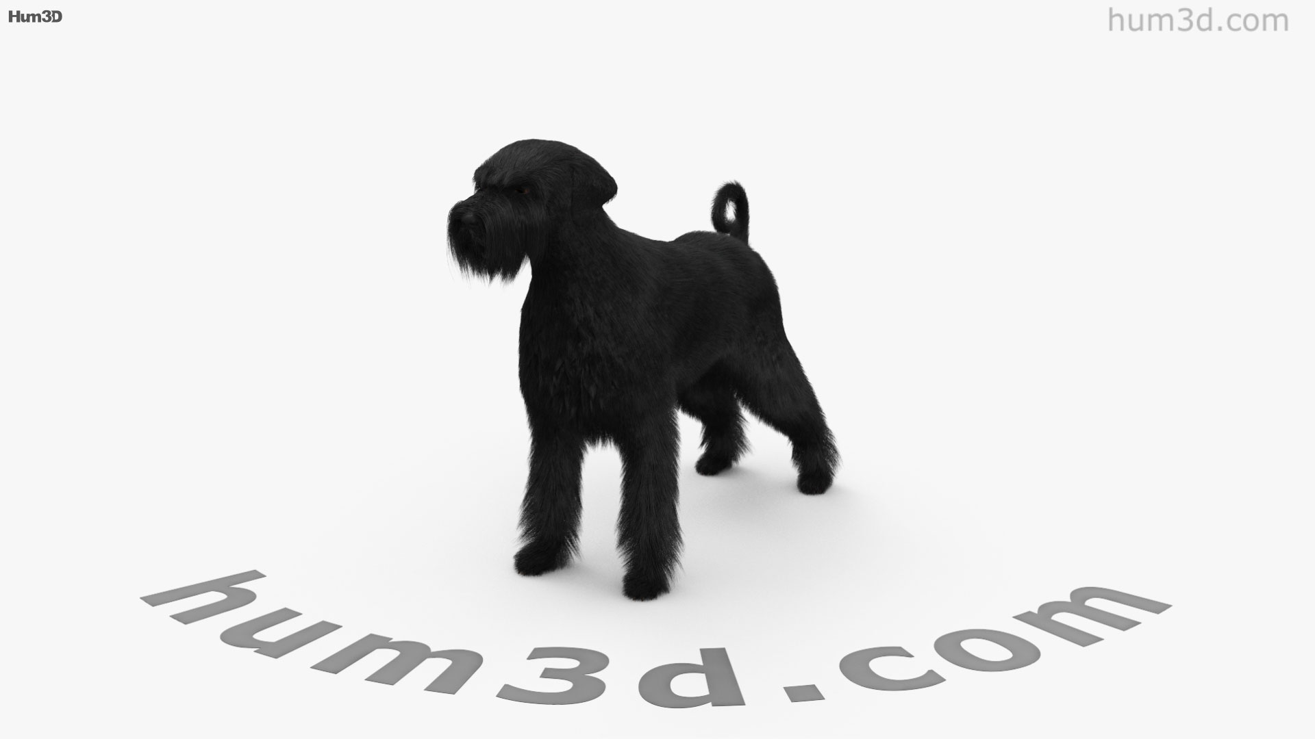 360 view of Schnauzer 3D model - 3DModels store