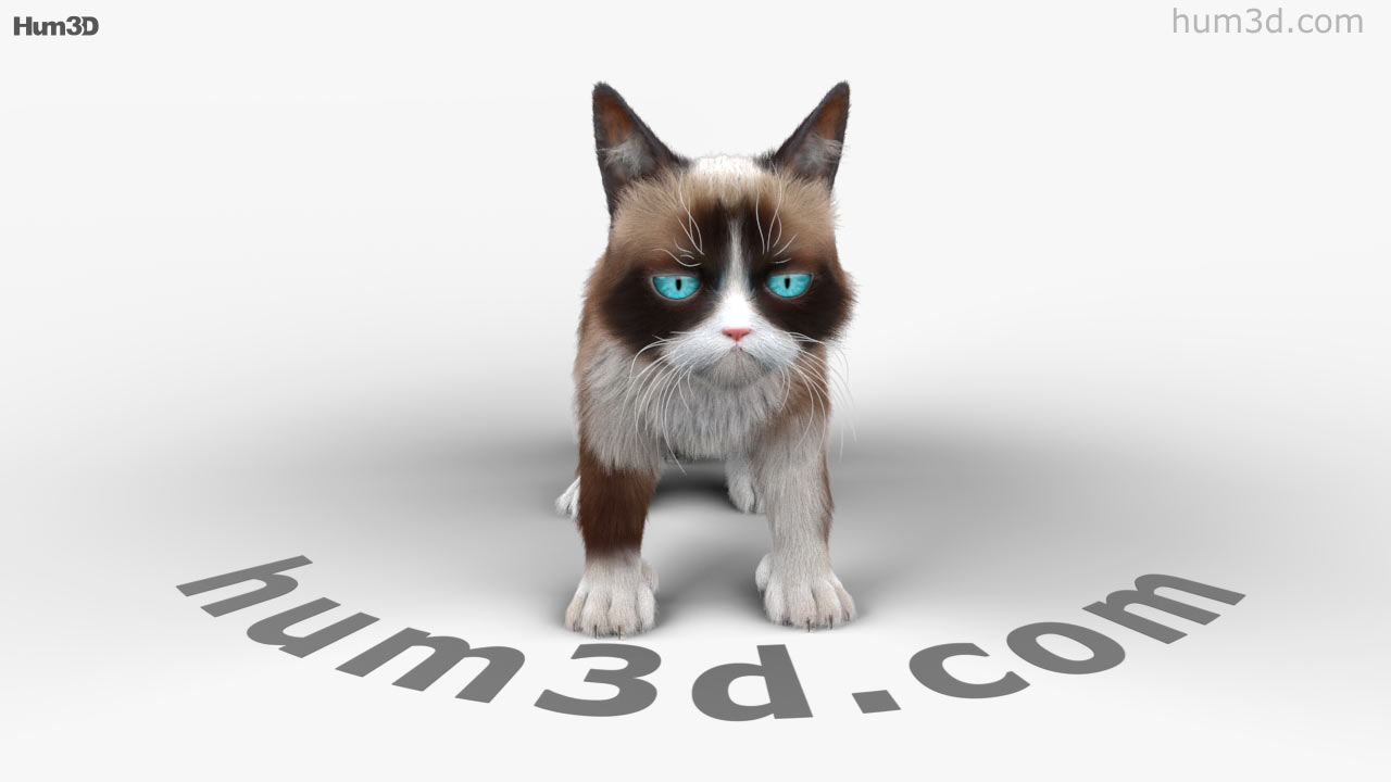 360 view of Grumpy Cat 3D model - 3DModels store