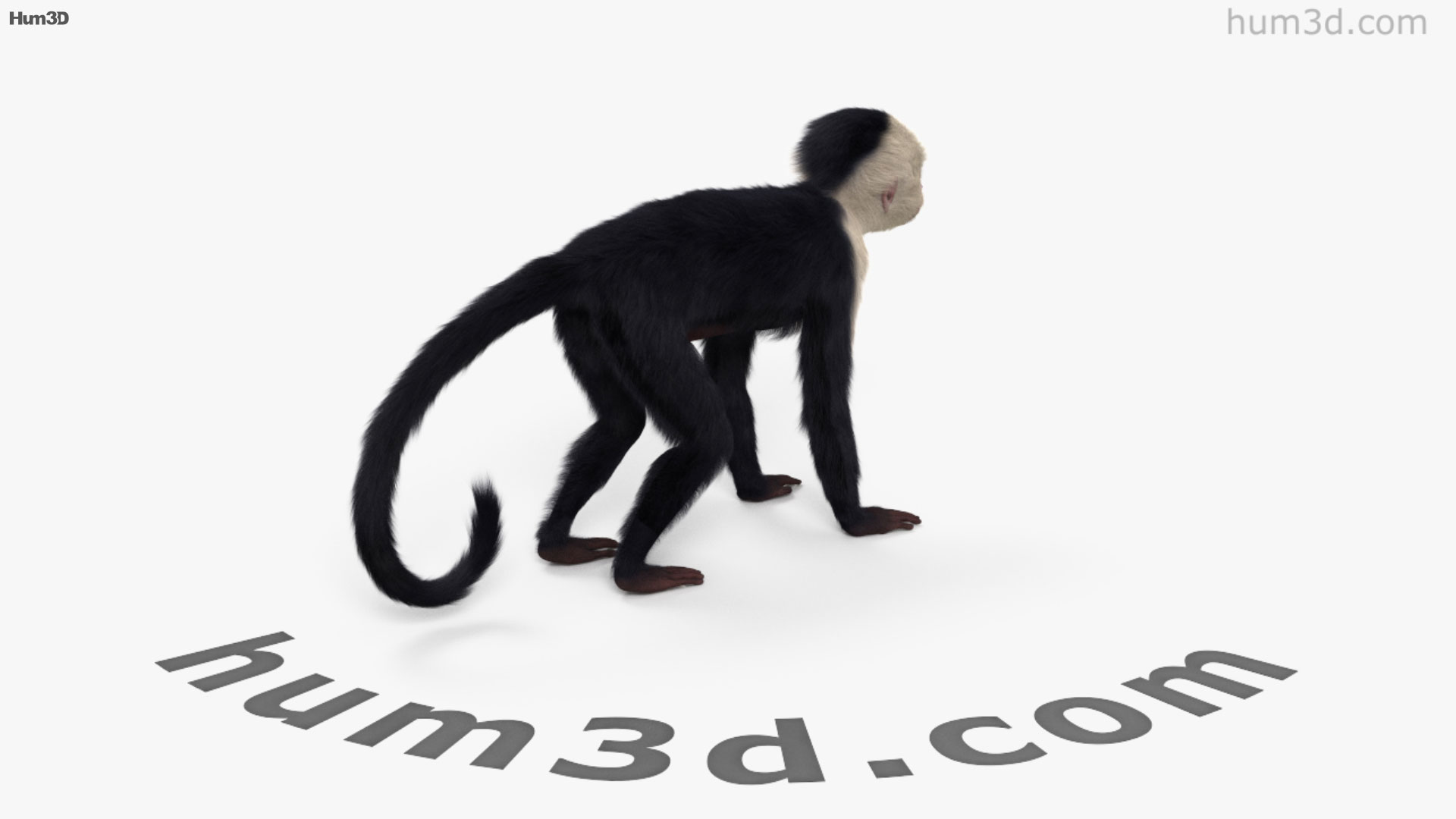 360 view of Capuchin monkey 3D model - 3DModels store