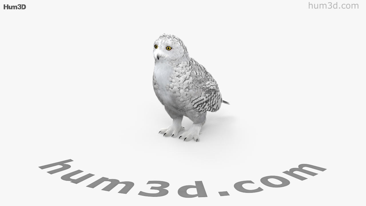 360 view of Snowy Owl 3D model - 3DModels store