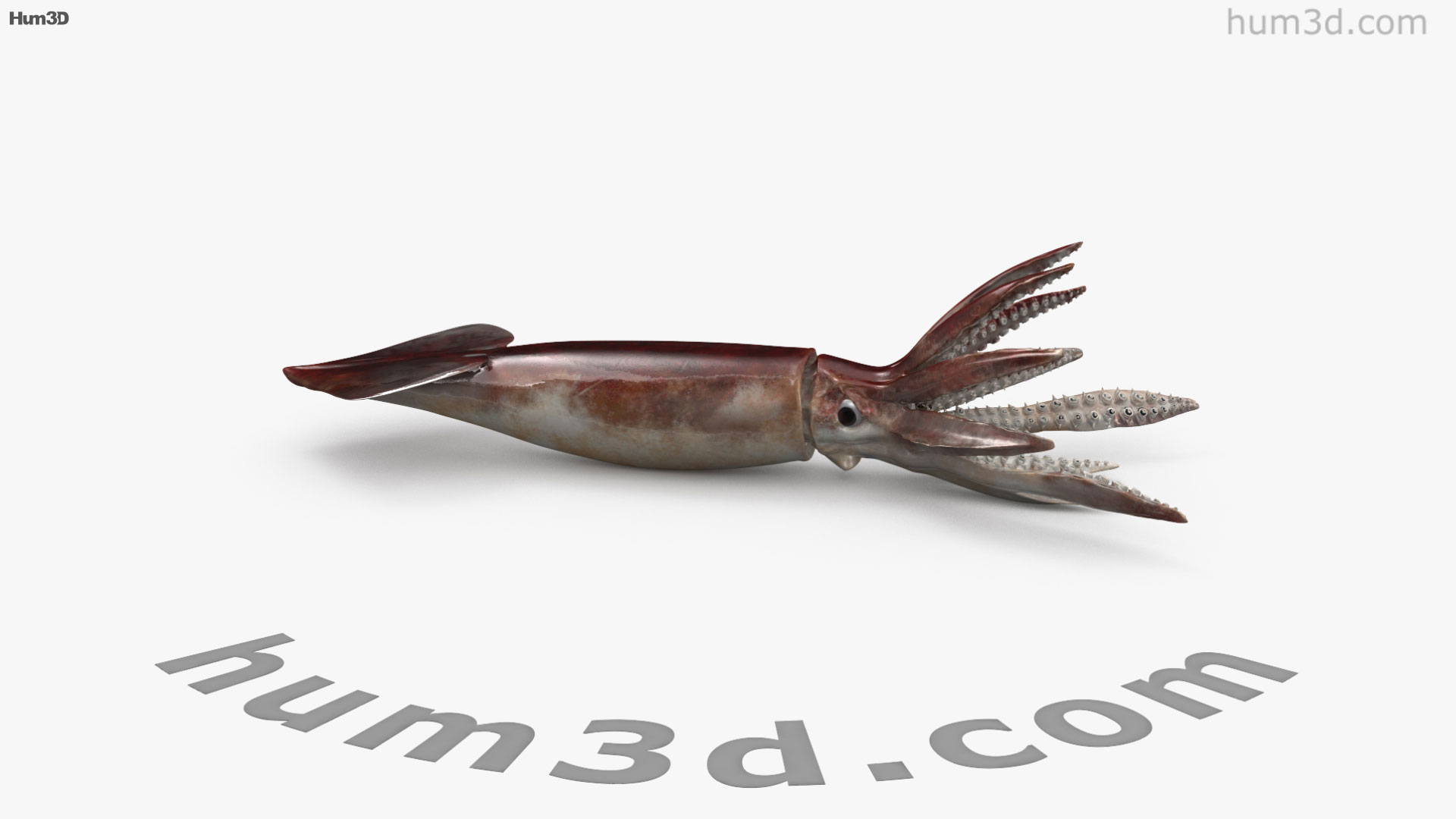 360 view of Squid 3D model - 3DModels store