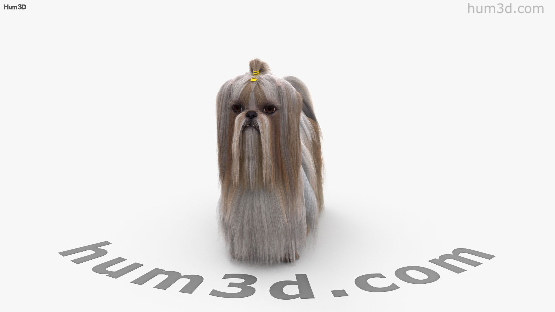 360 view of Shih Tzu 3D model - 3DModels store
