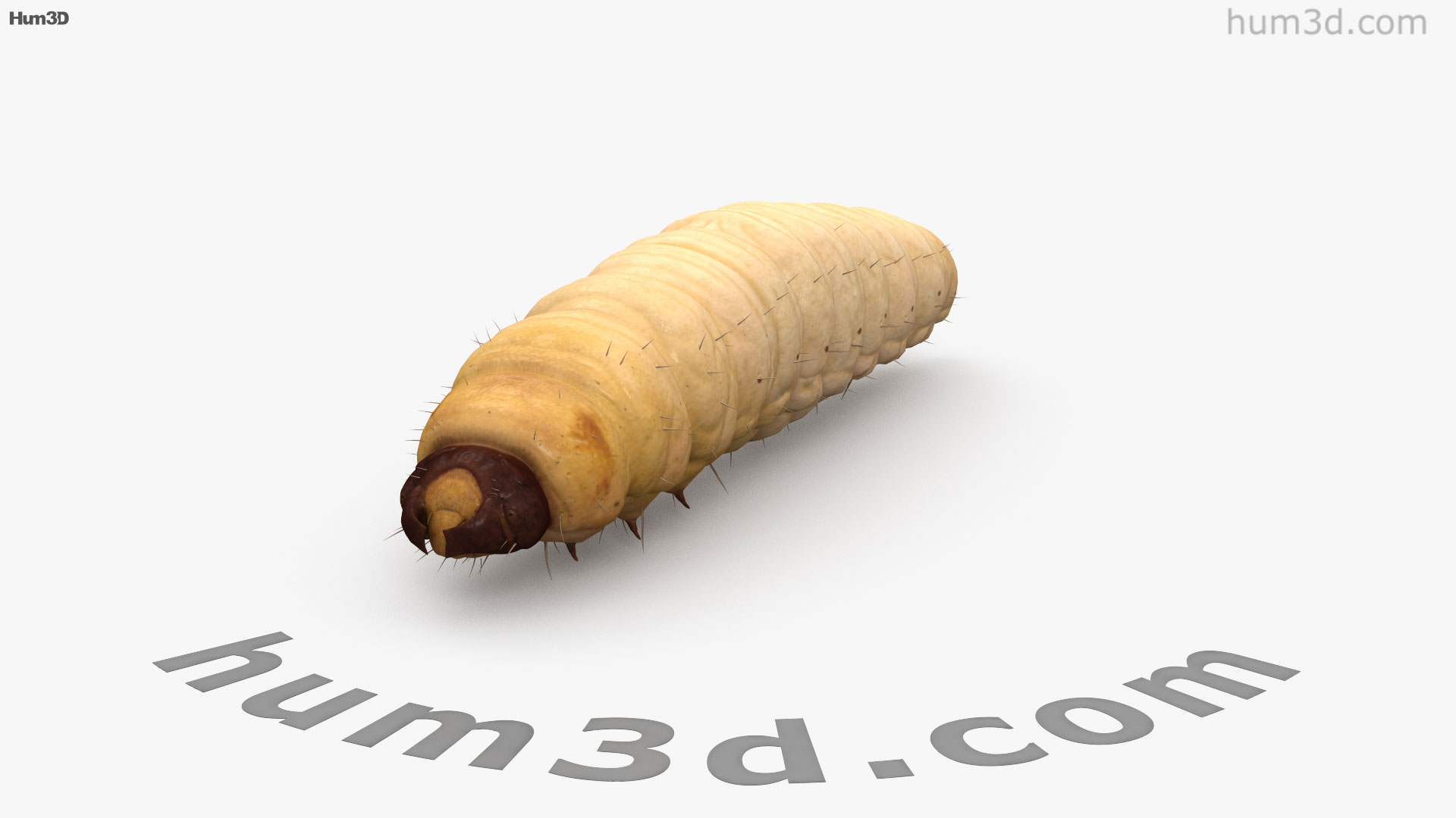 360 view of Maggot 3D model - 3DModels store