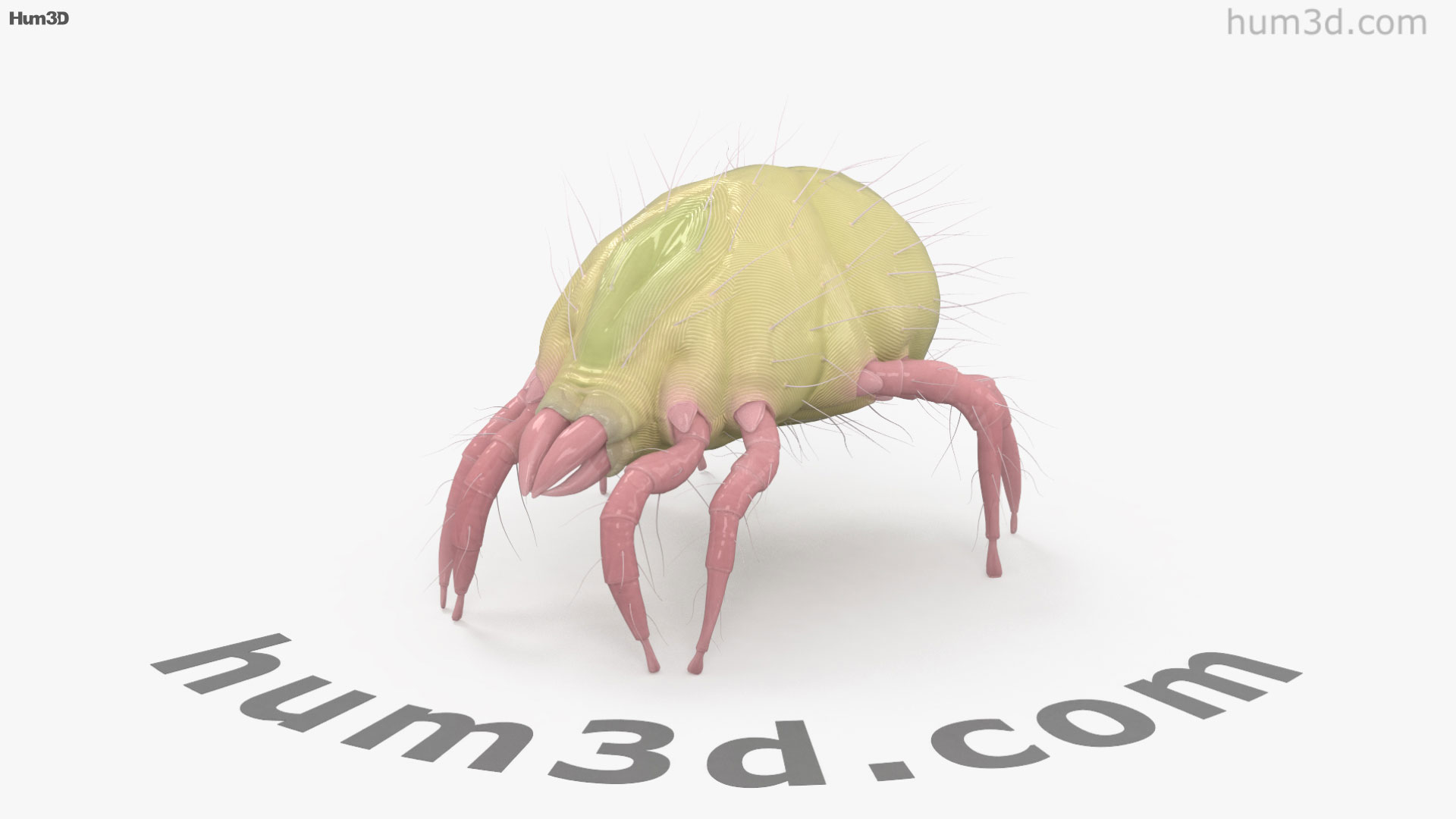 360 view of Dust Mite 3D model - 3DModels store