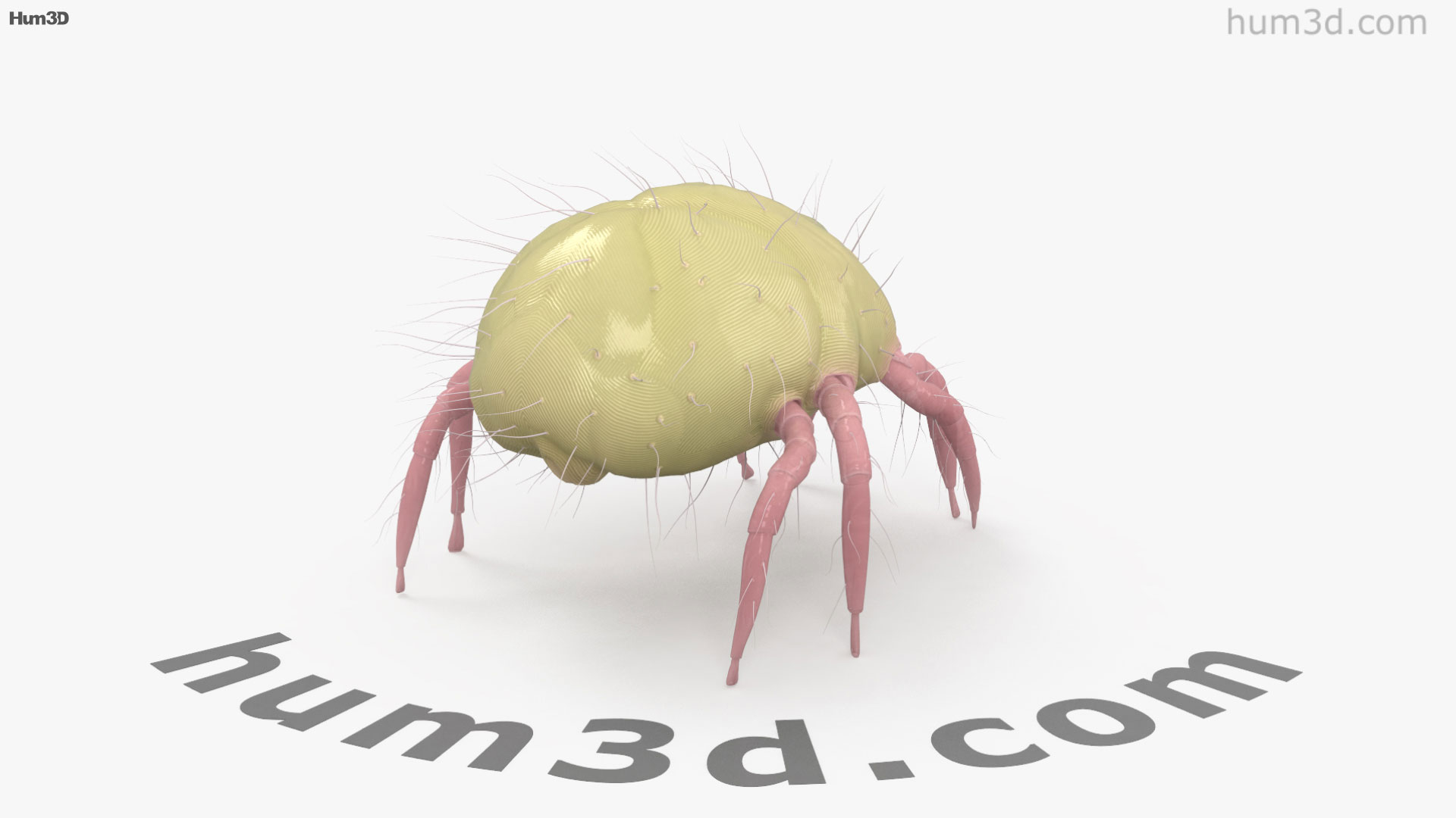 360 view of Dust Mite 3D model - 3DModels store