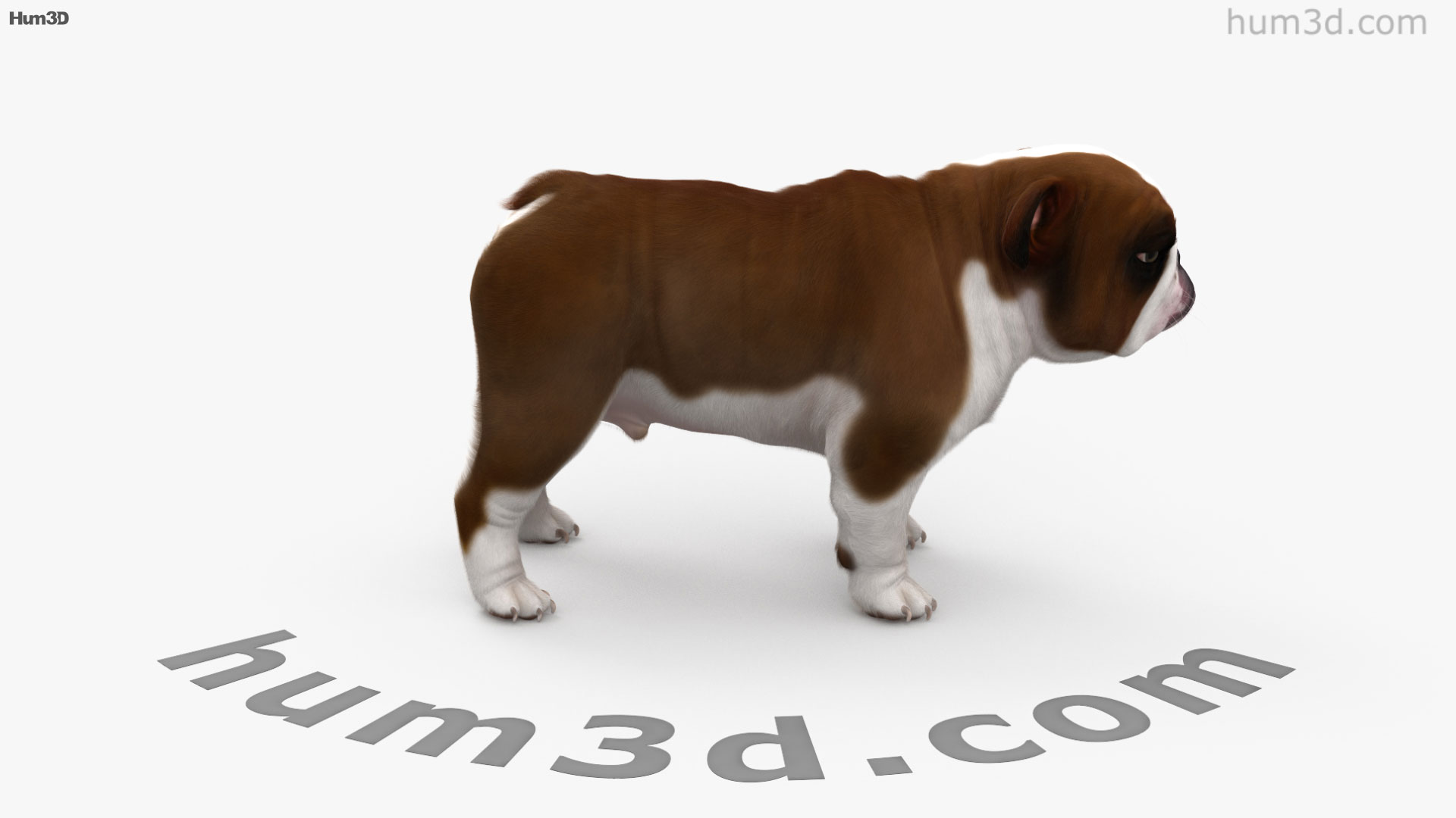 360 view of English Bulldog 3D model - 3DModels store