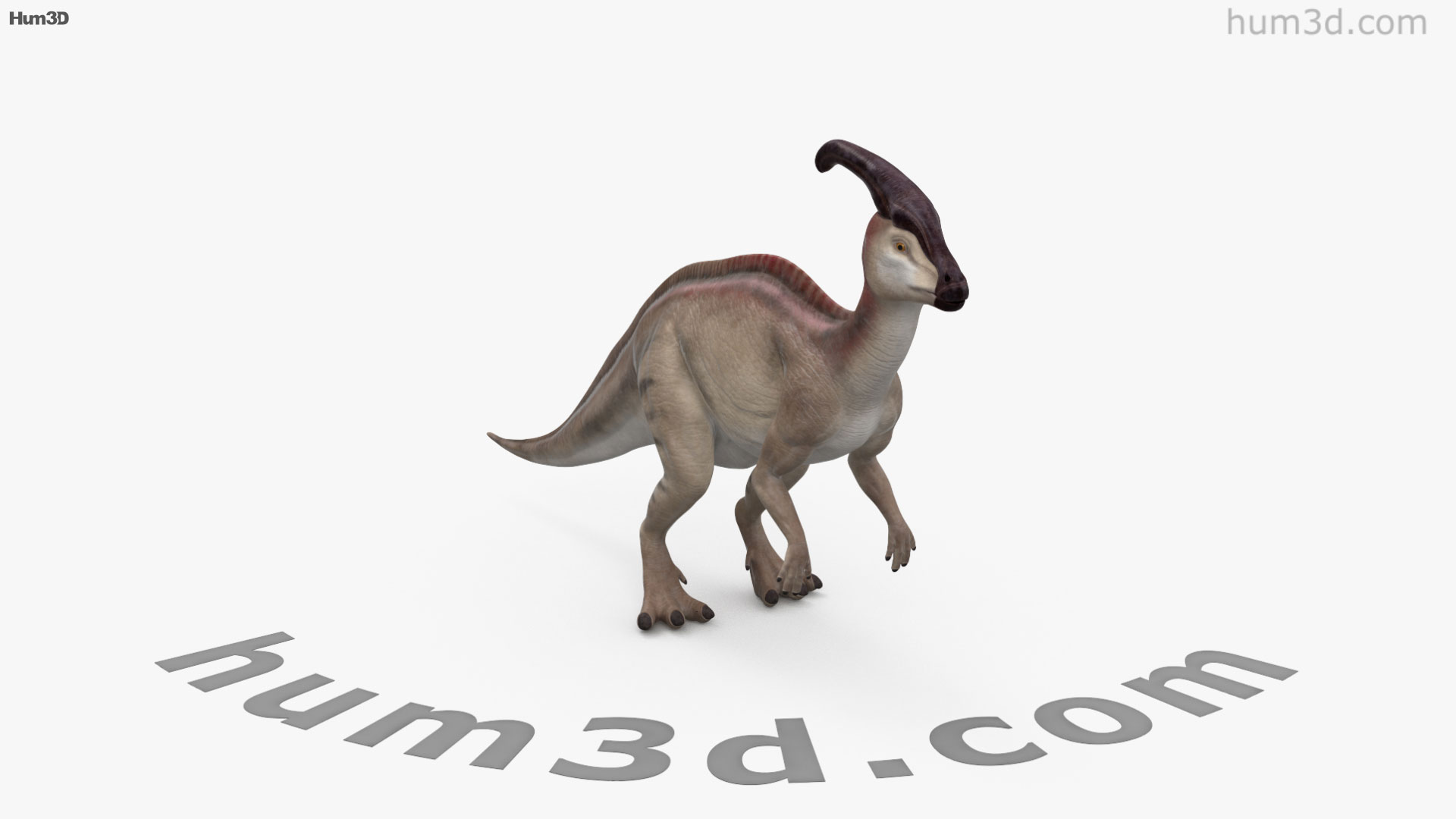 360 view of Parasaurolophus 3D model - 3DModels store