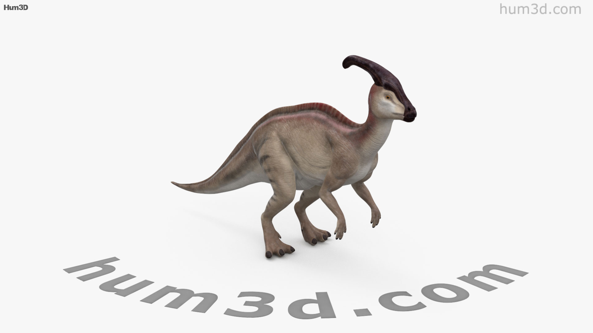 360 view of Parasaurolophus 3D model - 3DModels store
