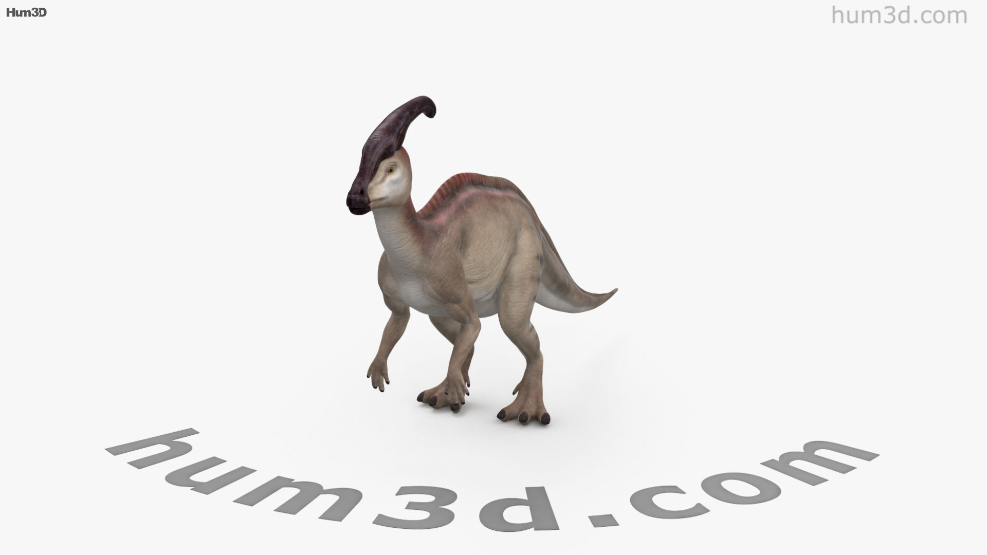 360 view of Parasaurolophus 3D model - 3DModels store