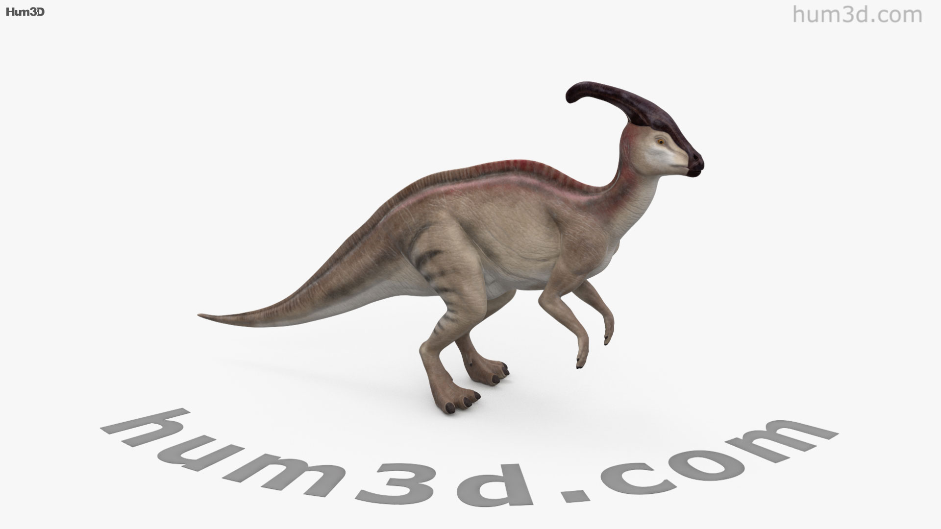 360 view of Parasaurolophus 3D model - 3DModels store