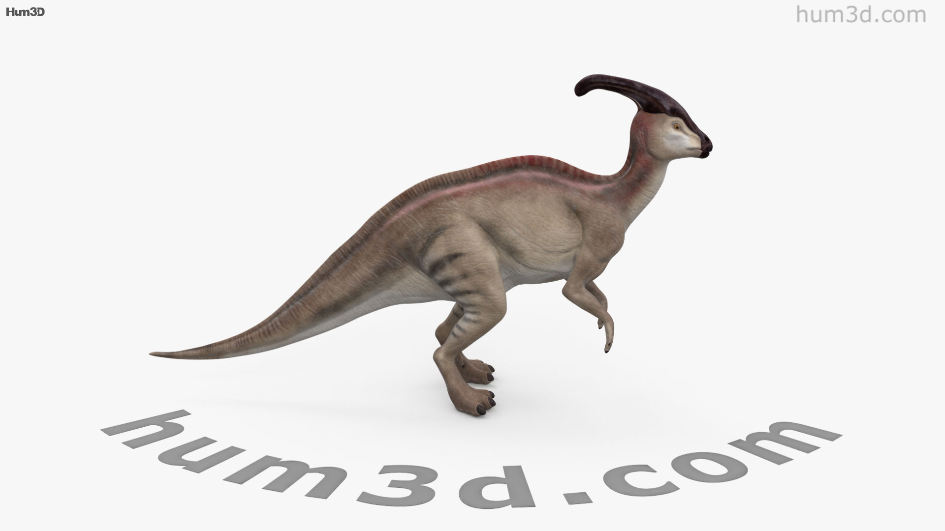 360 view of Parasaurolophus 3D model - 3DModels store