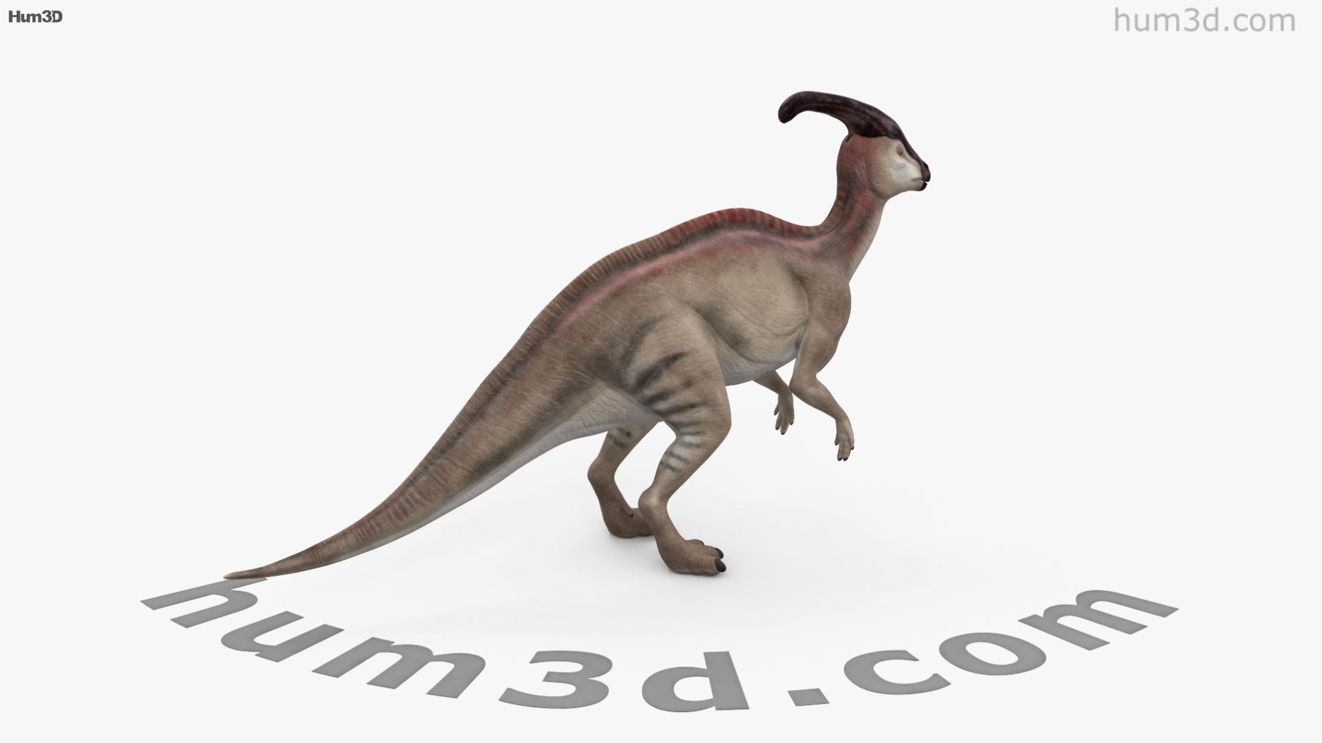 360 view of Parasaurolophus 3D model - 3DModels store