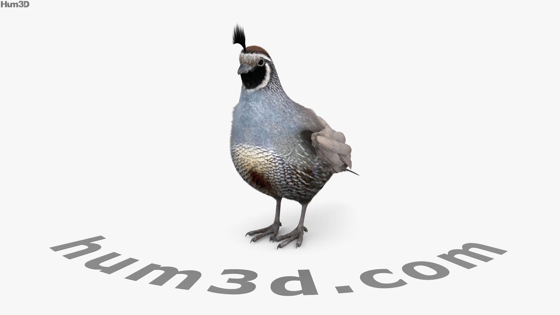 360 view of California Quail 3D model - 3DModels store