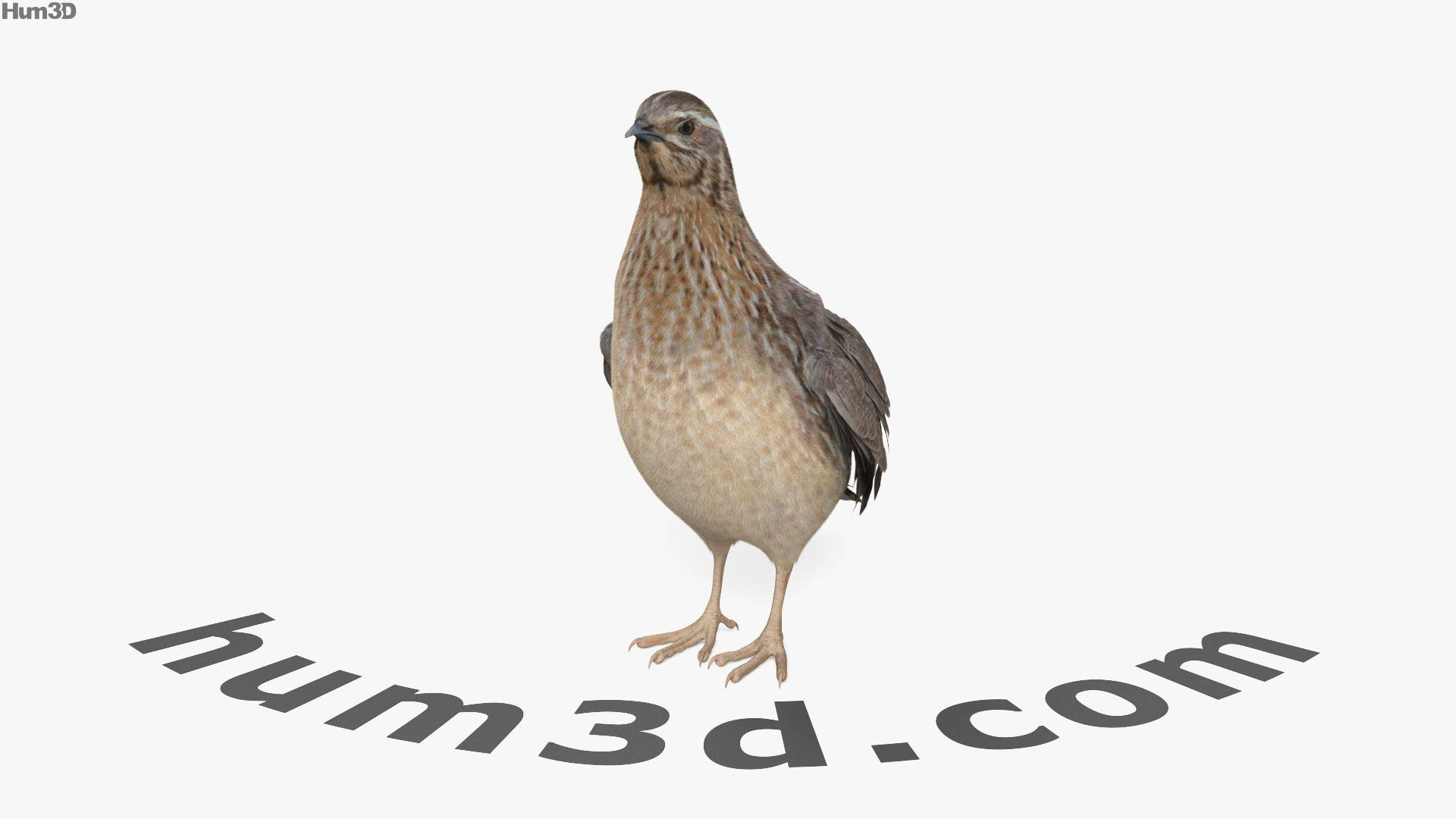 360 view of Common Quail 3D model - 3DModels store
