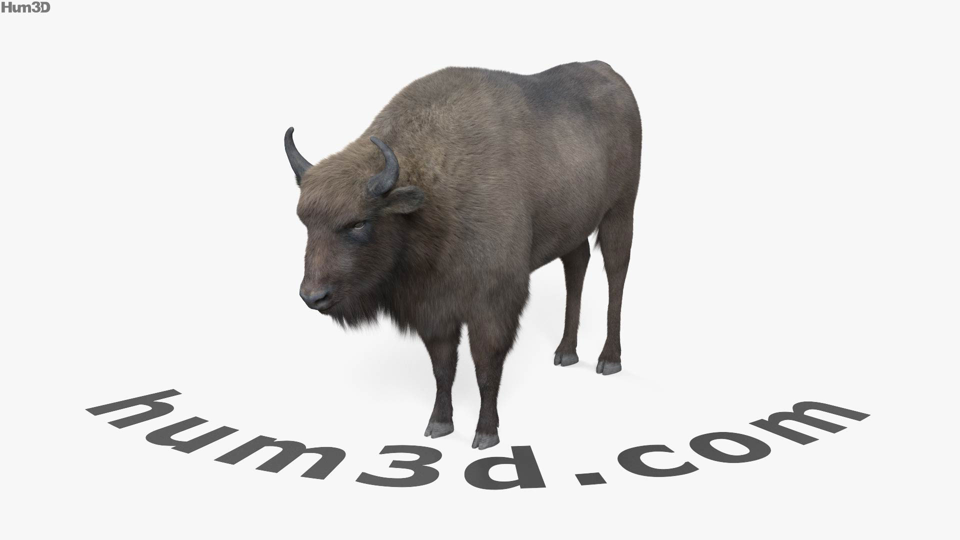 360 view of European Bison 3D model - 3DModels store