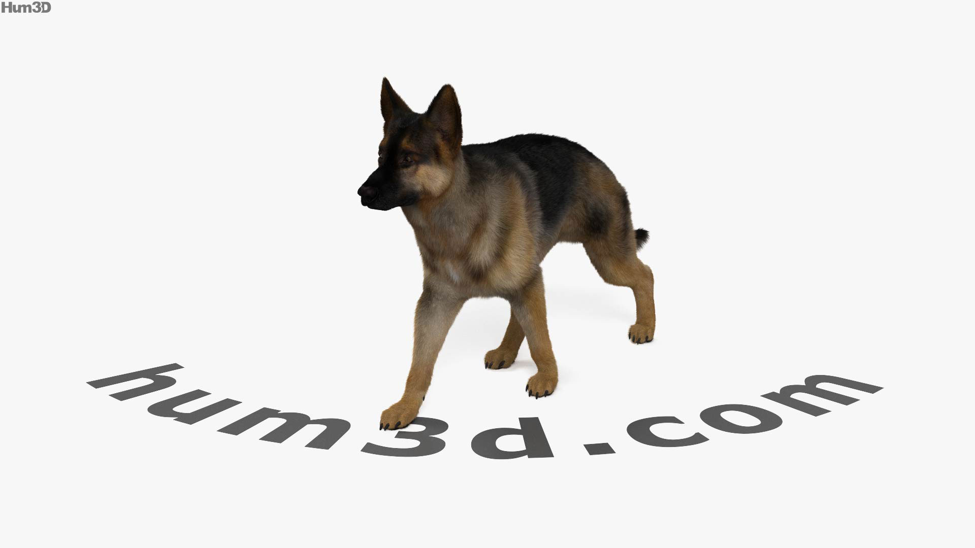 360 view of Walking German Shepherd 3D model - 3DModels store