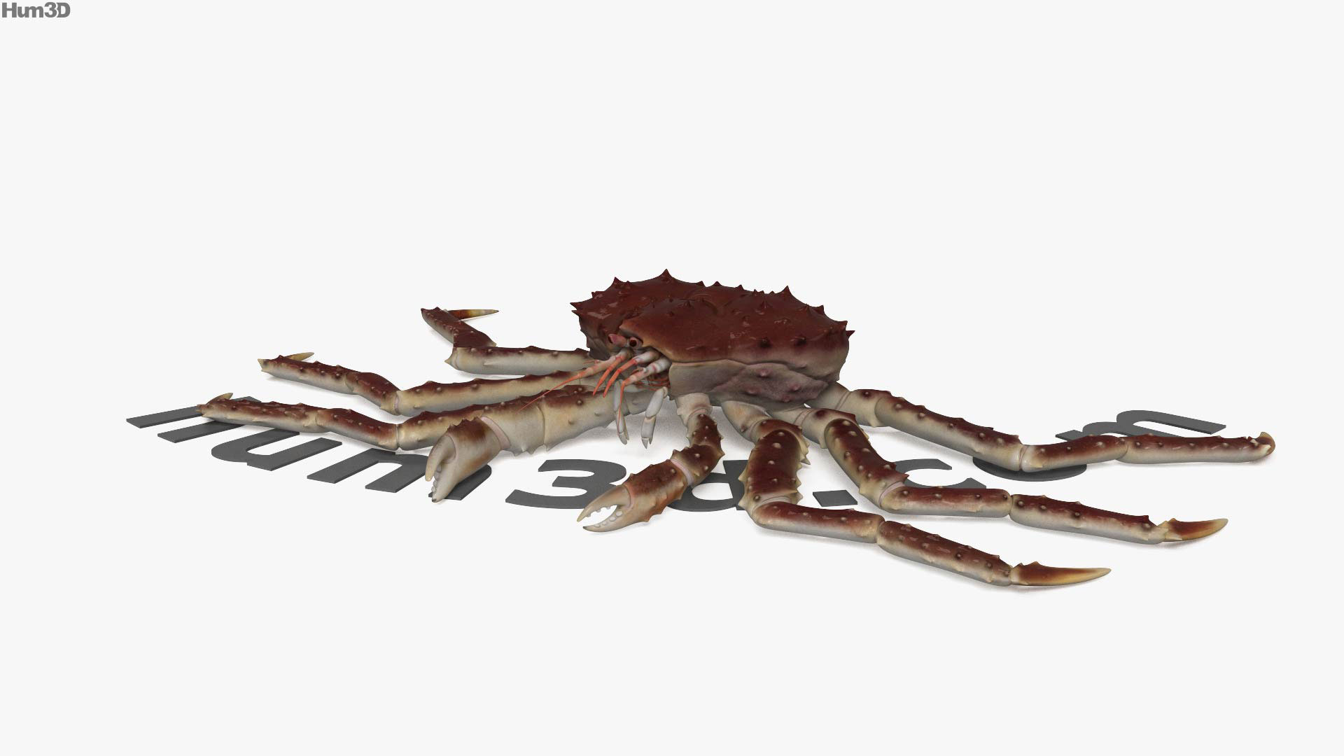 360 view of Red King Crab 3D model - 3DModels store