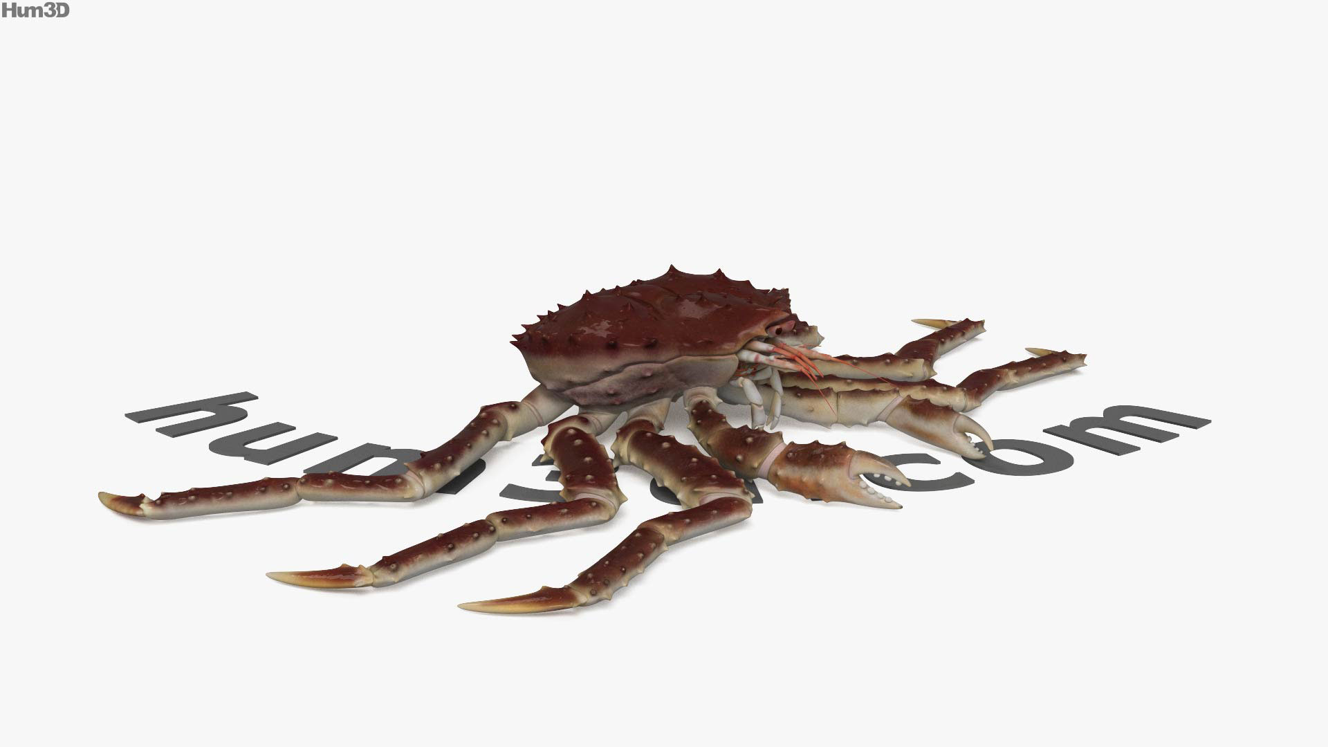 360 view of Red King Crab 3D model - 3DModels store
