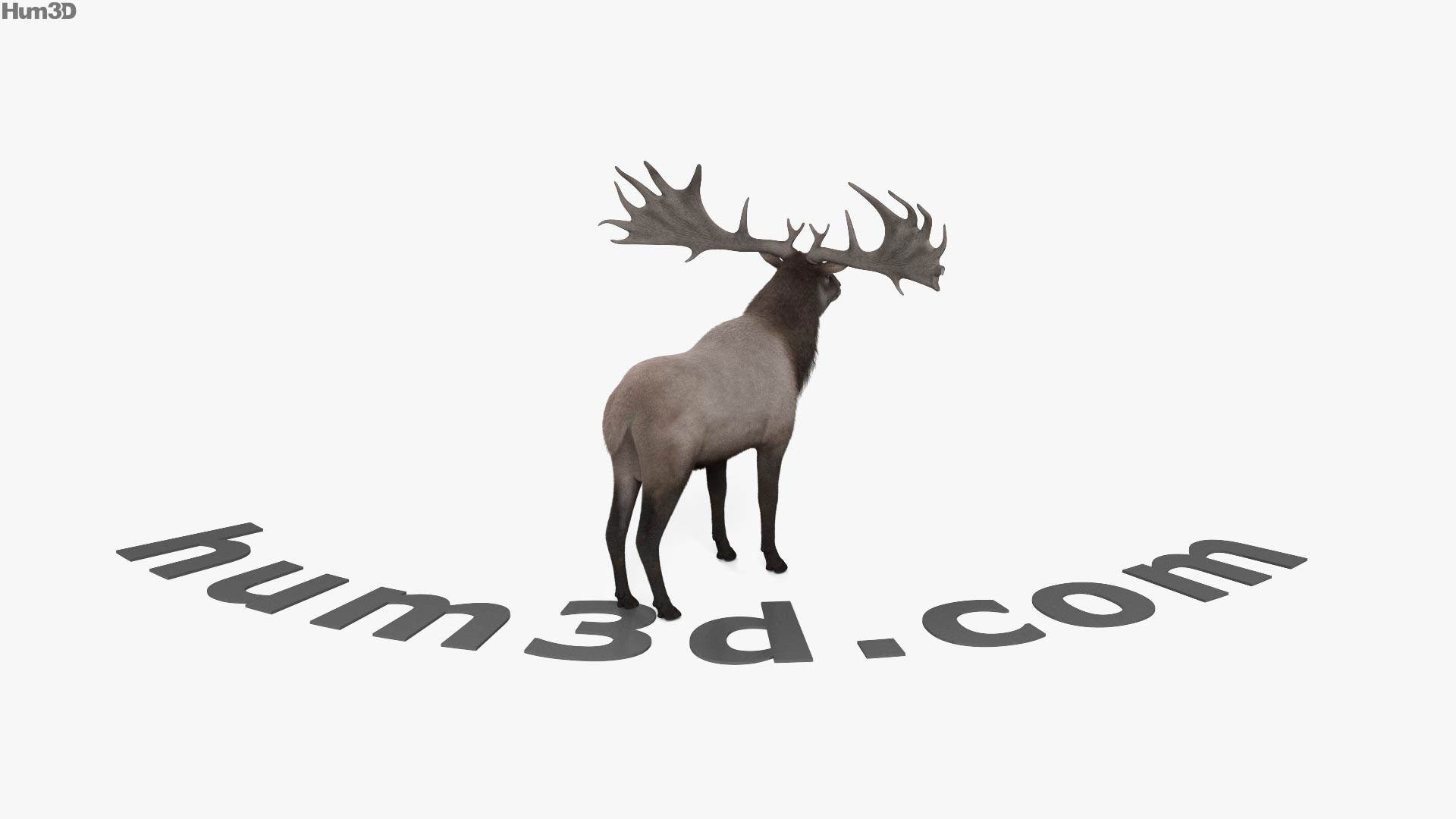 360 view of Irish Elk 3D model - 3DModels store