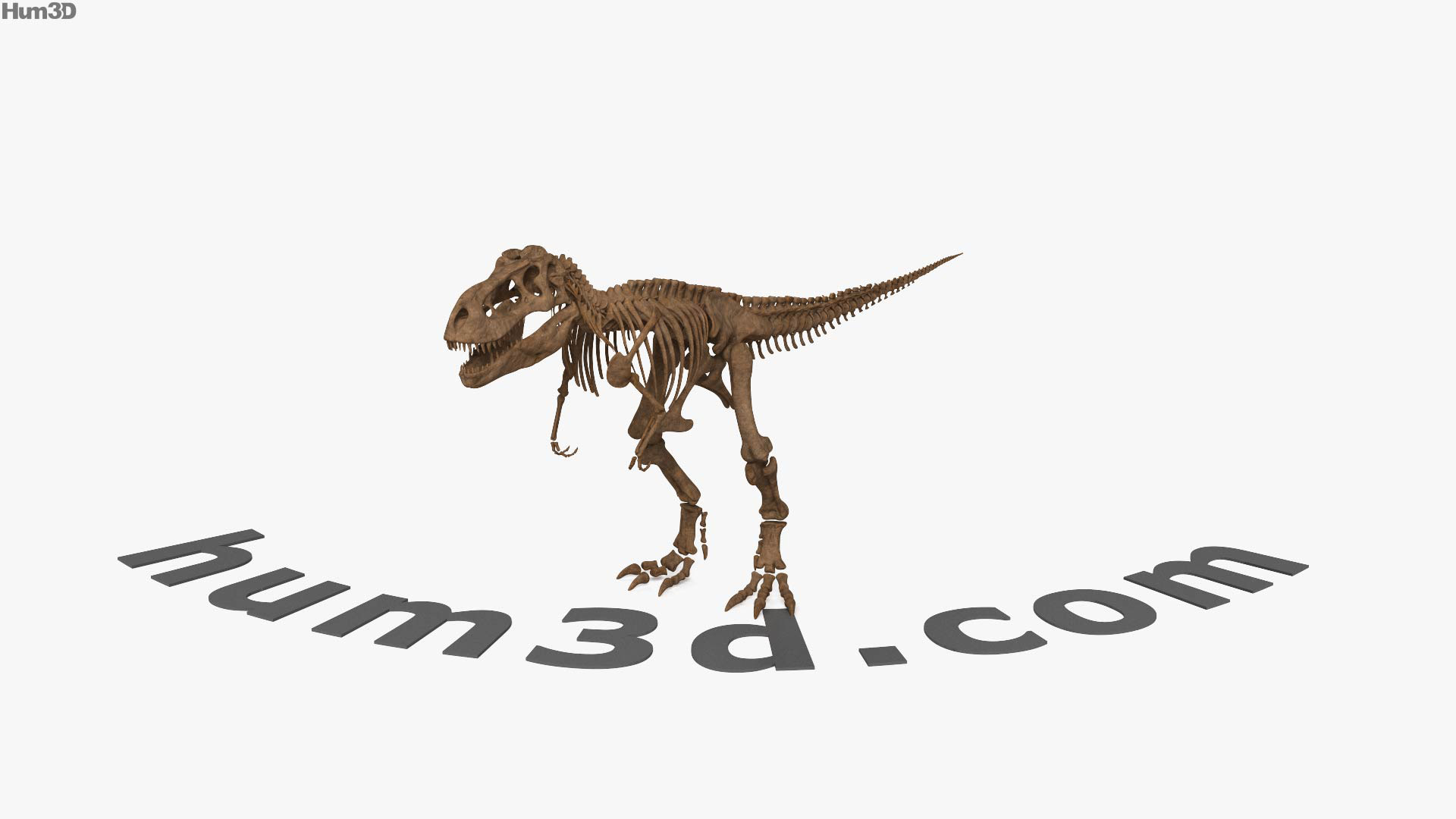 360 view of T-rex Skeleton 3D model - 3DModels store