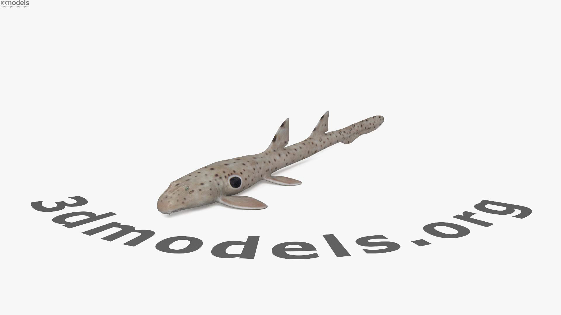 360 view of Epaulette Shark 3D model - 3DModels store
