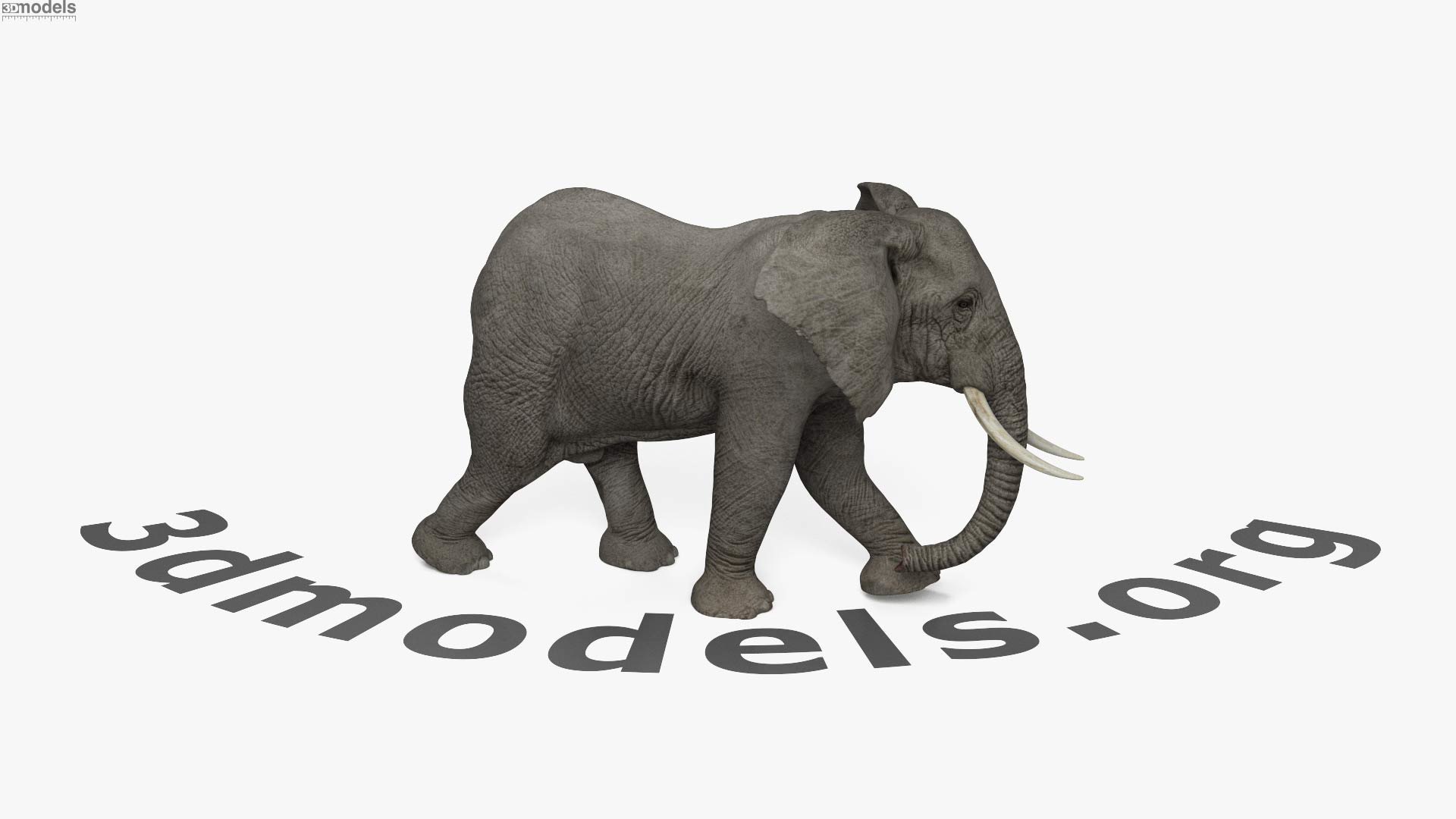360 view of Walking African Elephant 3D model - 3DModels store
