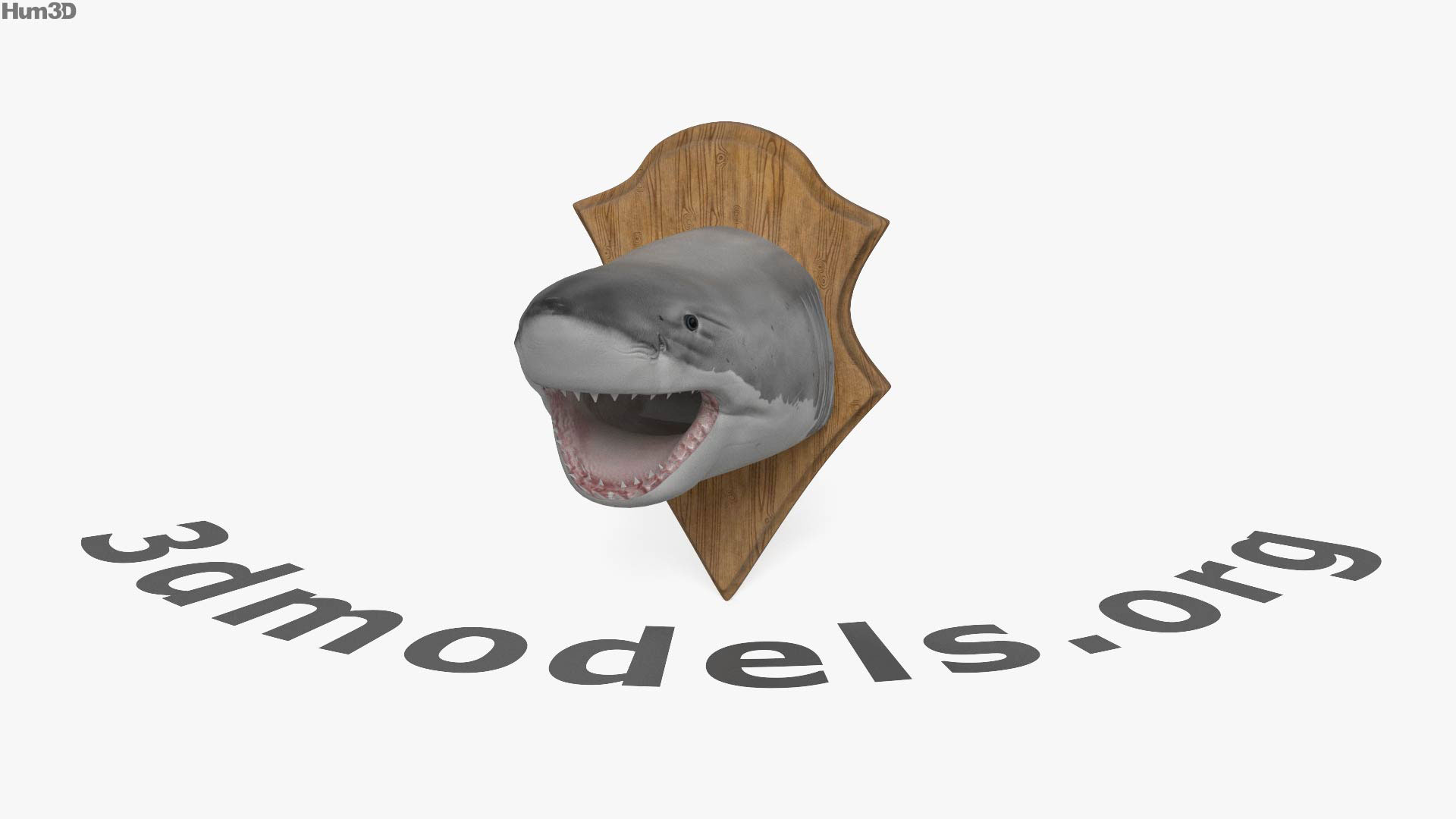 360 view of Shark Head 3D model - 3DModels store