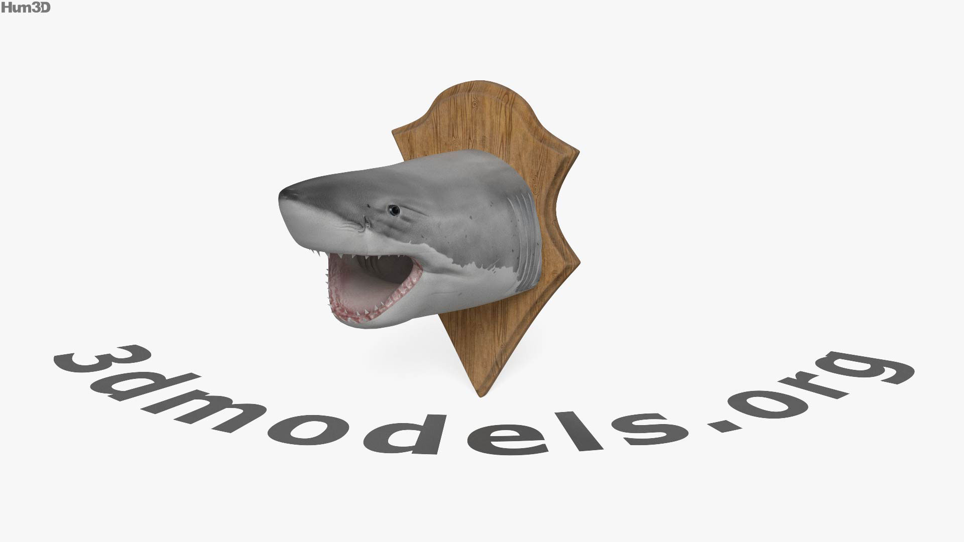 360 view of Shark Head 3D model - 3DModels store