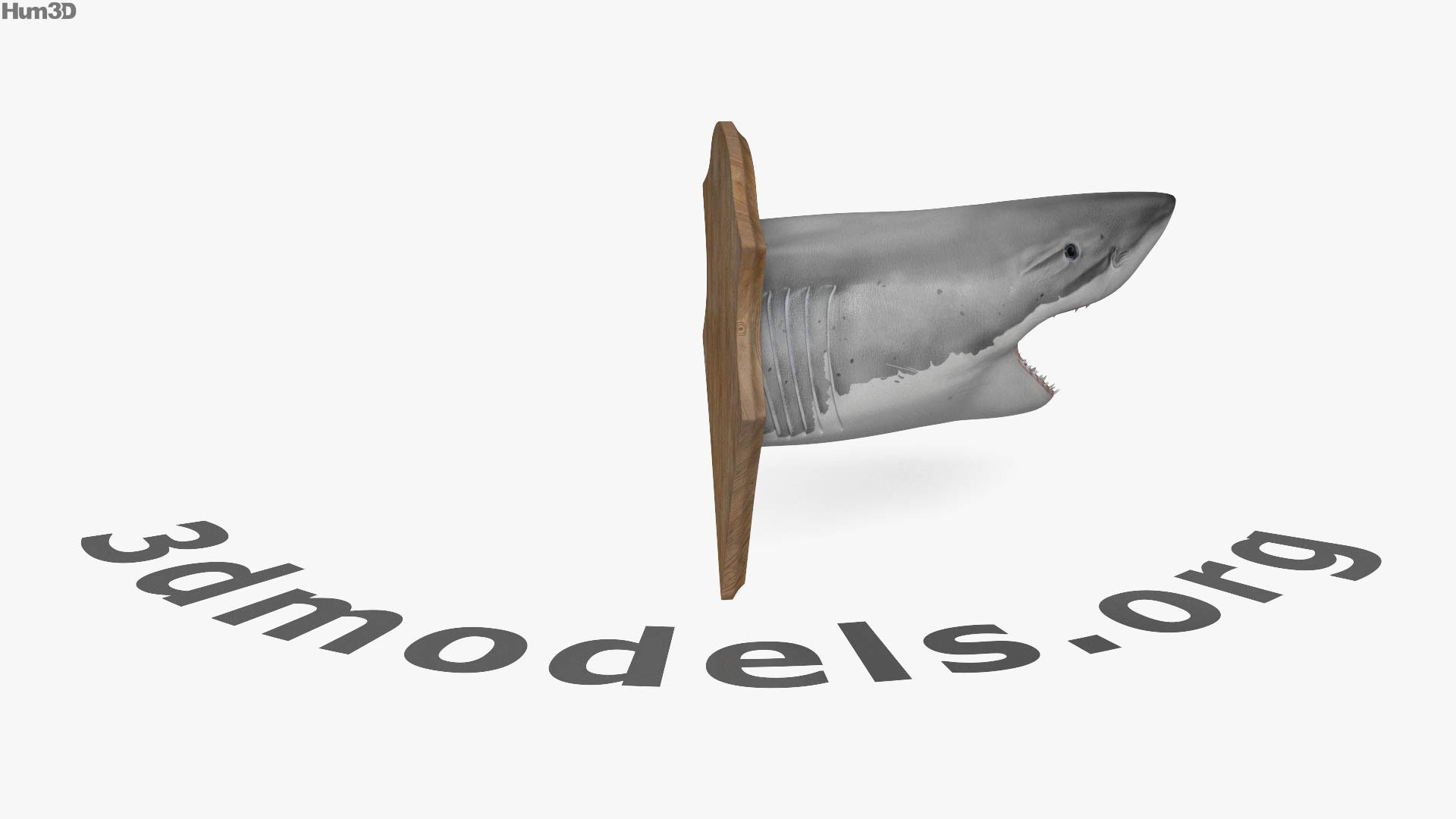 360 view of Shark Head 3D model - 3DModels store