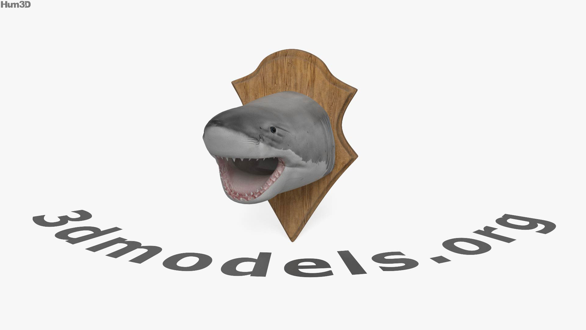 360 view of Shark Head 3D model - 3DModels store