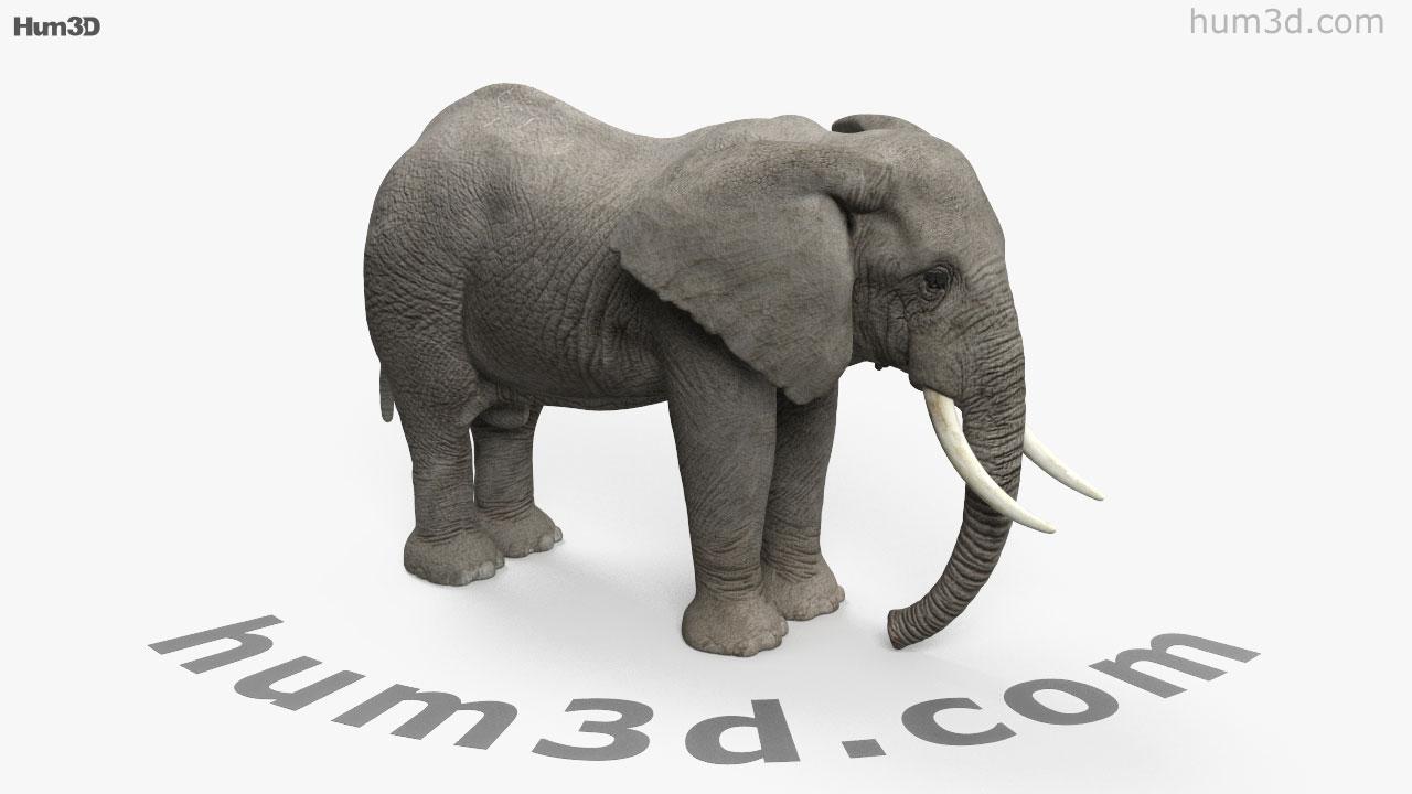 360 view of African Elephant 3D model - 3DModels store