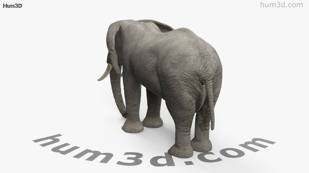 360 view of African Elephant 3D model - 3DModels store