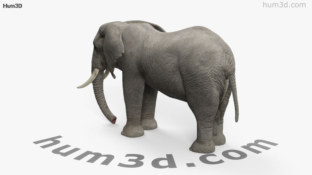 360 view of African Elephant 3D model - 3DModels store