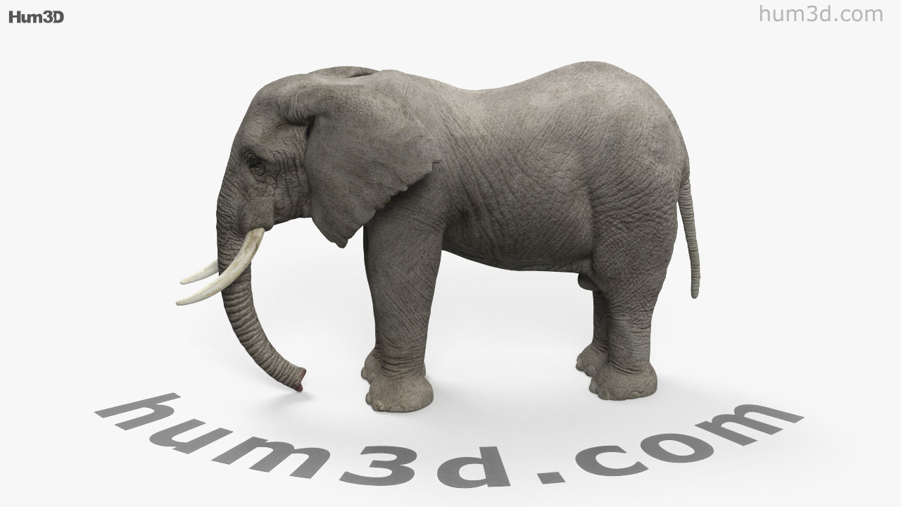 360 view of African Elephant 3D model - 3DModels store