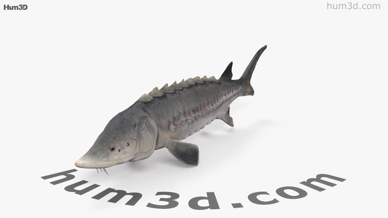 360 view of Atlantic Sturgeon 3D model - 3DModels store