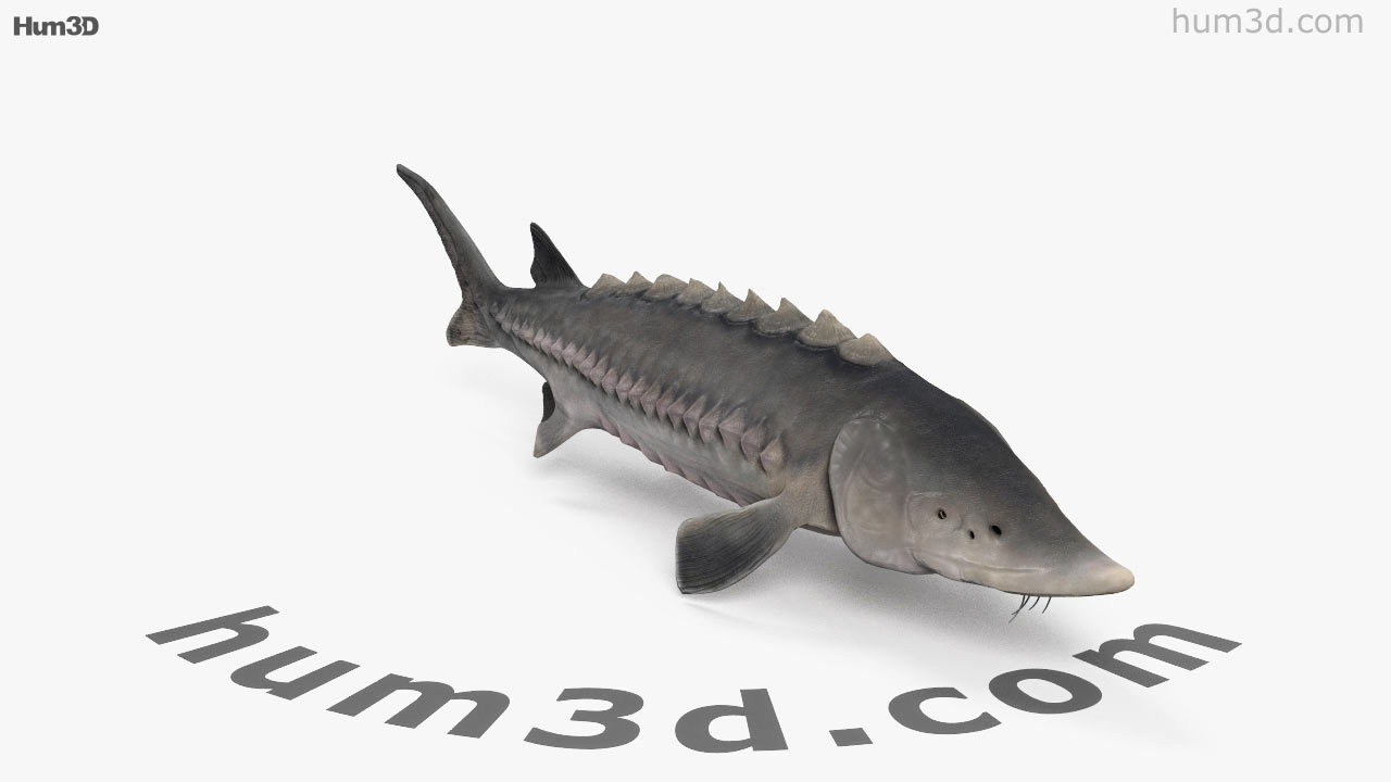 360 view of Atlantic Sturgeon 3D model - 3DModels store