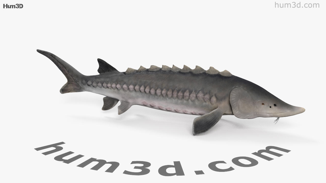 360 view of Atlantic Sturgeon 3D model - 3DModels store