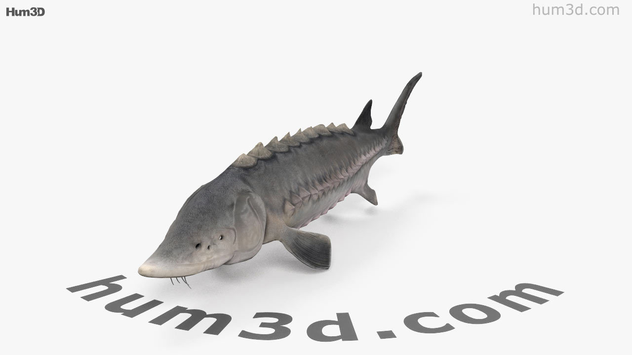 360 view of Atlantic Sturgeon 3D model - 3DModels store