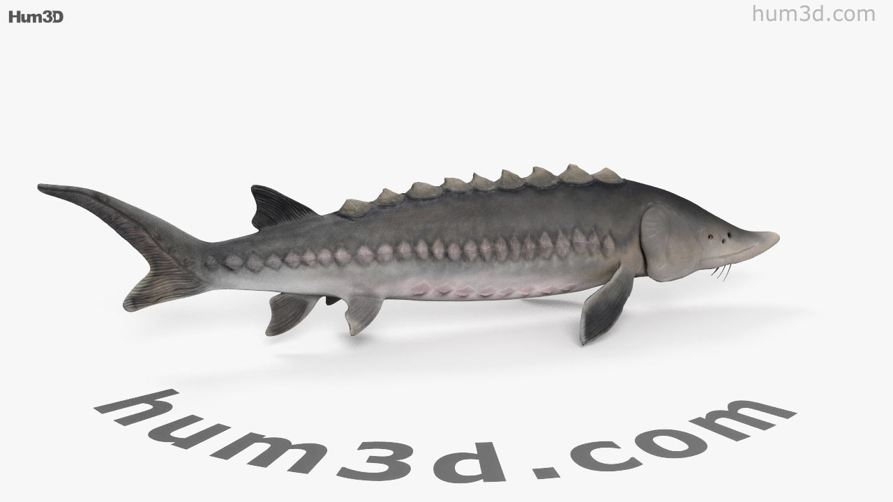 360 view of Atlantic Sturgeon 3D model - 3DModels store