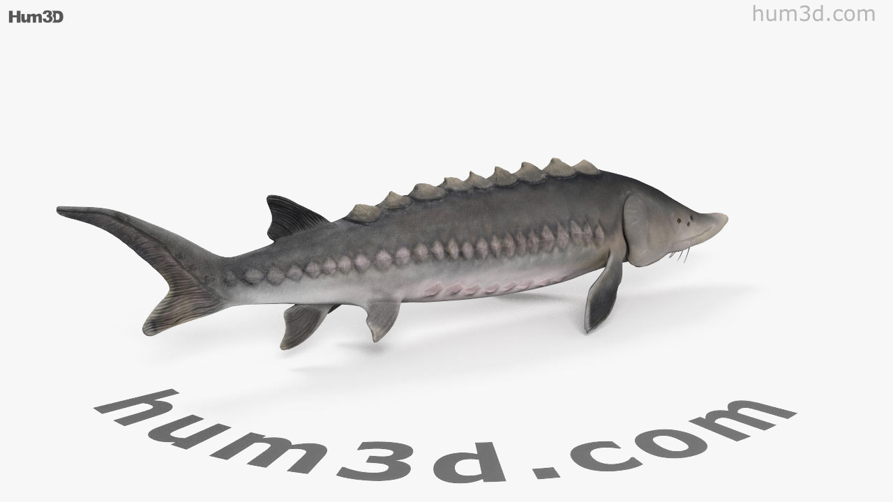 360 view of Atlantic Sturgeon 3D model - 3DModels store