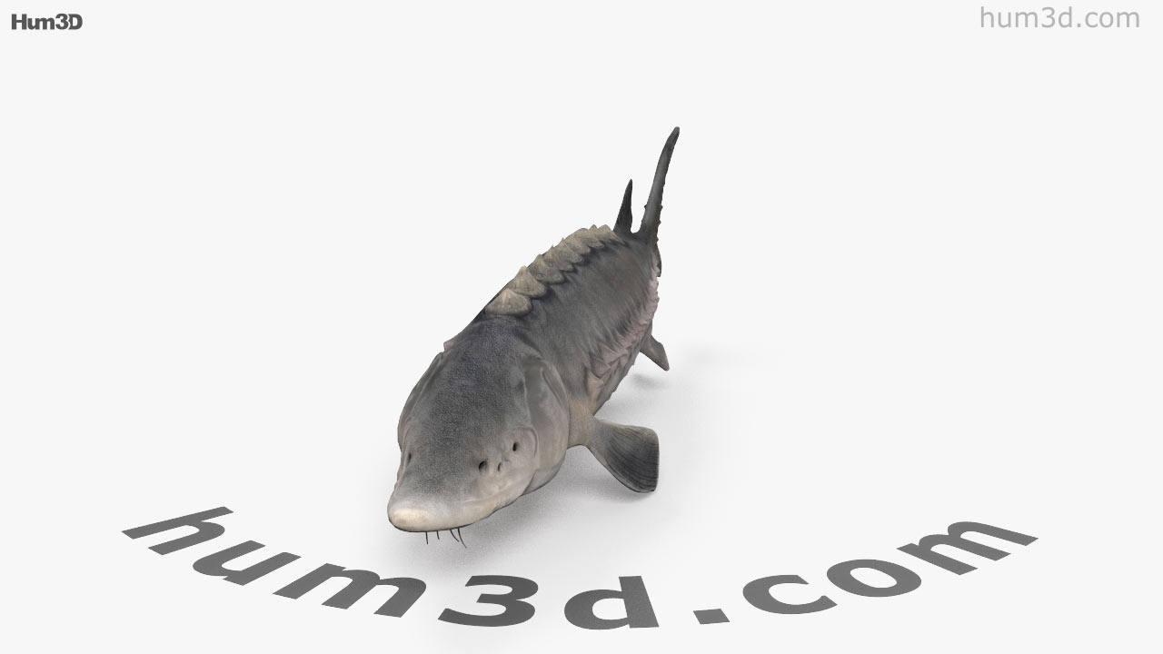 360 view of Atlantic Sturgeon 3D model - 3DModels store