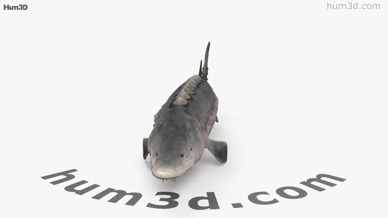 360 view of Atlantic Sturgeon 3D model - 3DModels store