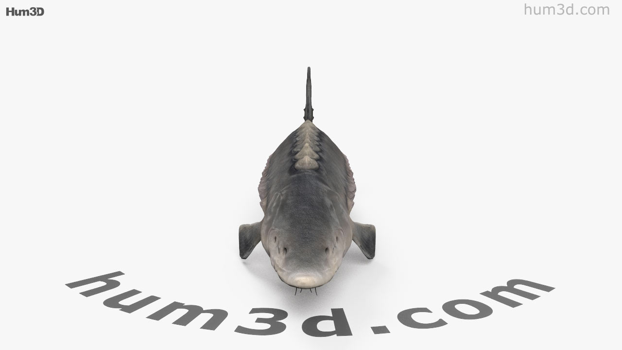 360 view of Atlantic Sturgeon 3D model - 3DModels store
