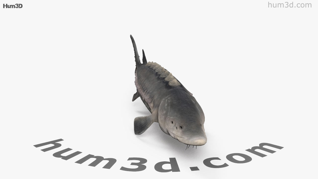 360 view of Atlantic Sturgeon 3D model - 3DModels store
