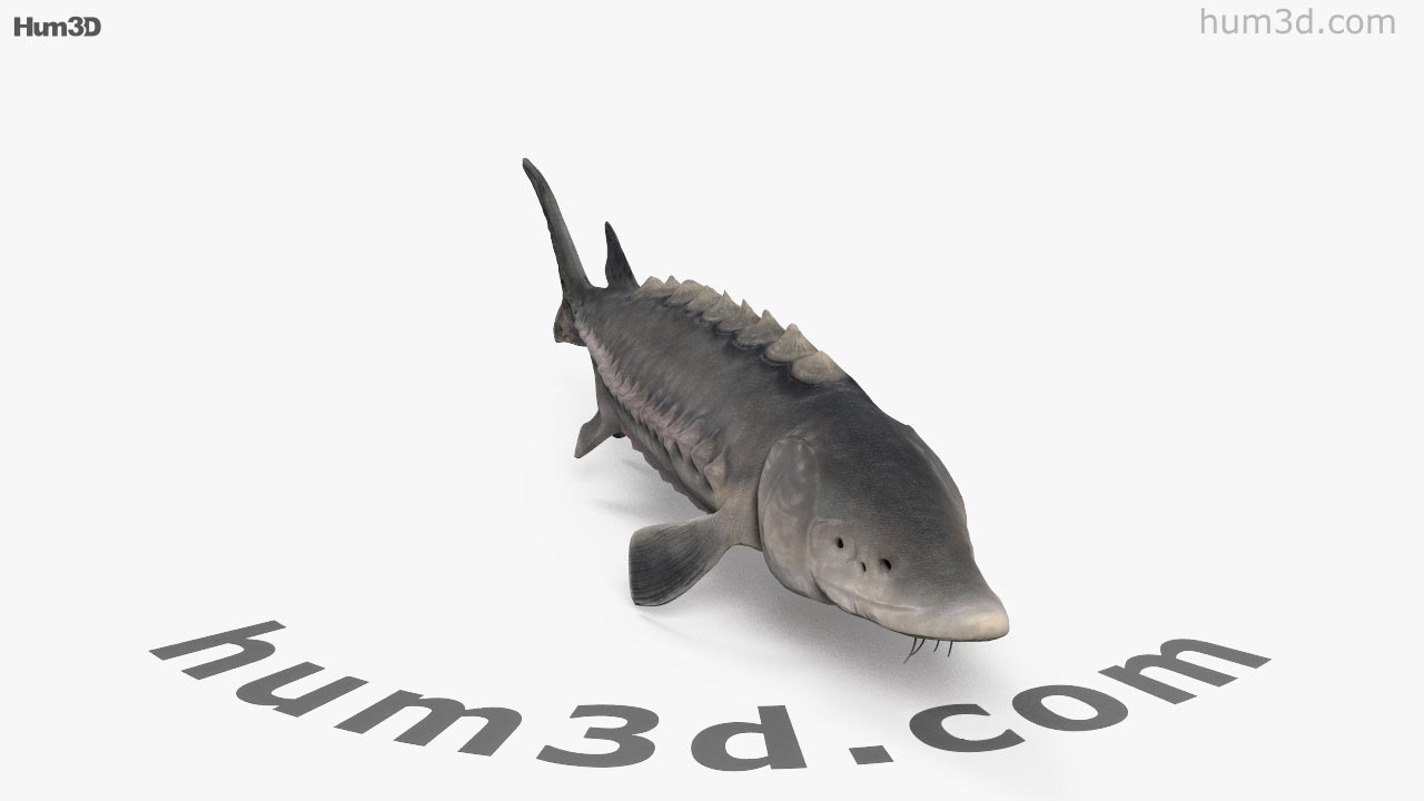 360 view of Atlantic Sturgeon 3D model - 3DModels store