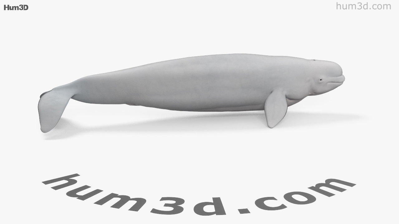 360 view of Beluga Whale 3D model - 3DModels store