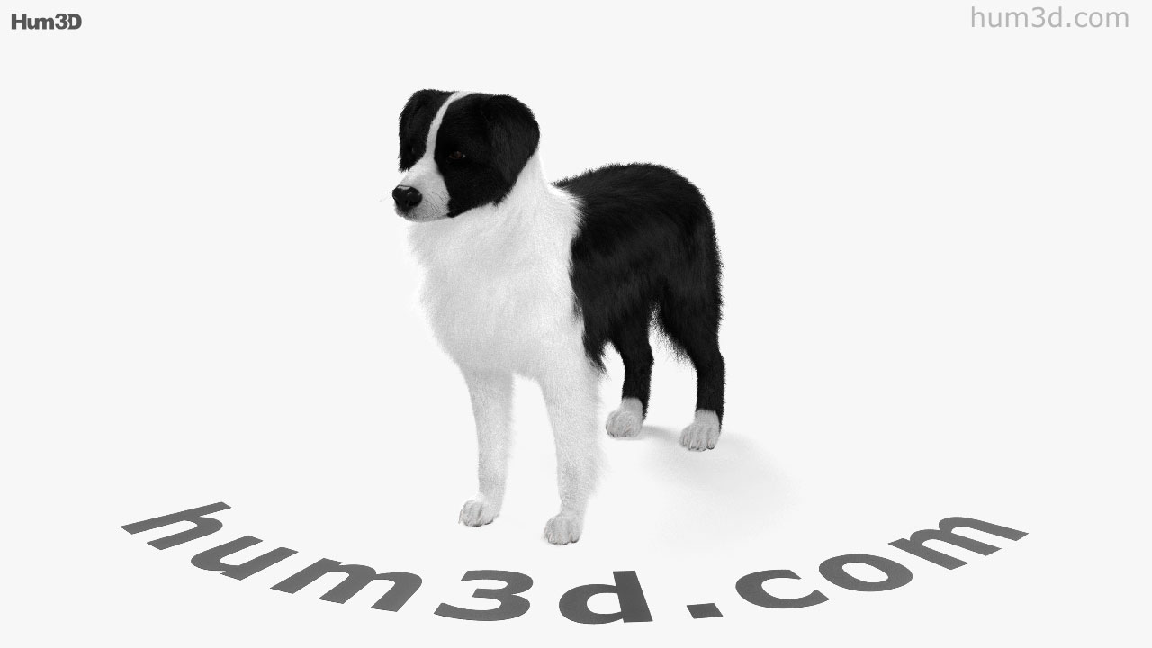 360 view of Border Collie 3D model - 3DModels store