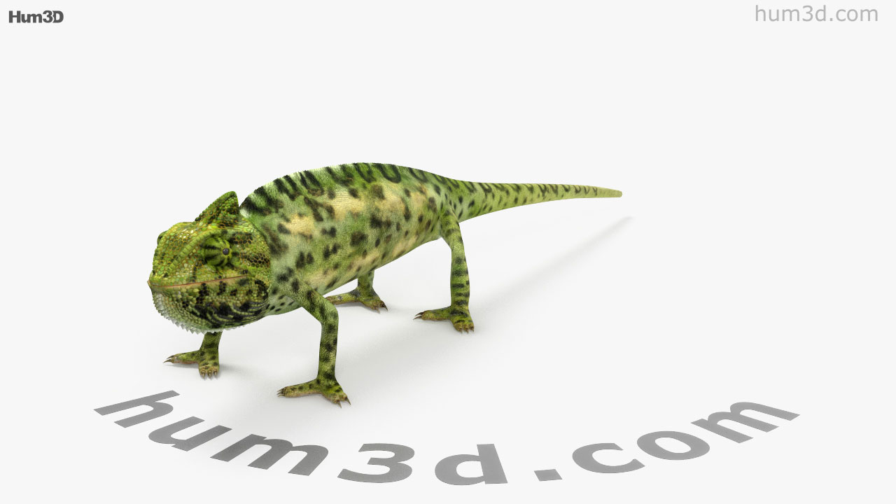 360 view of Veiled Chameleon 3D model - 3DModels store