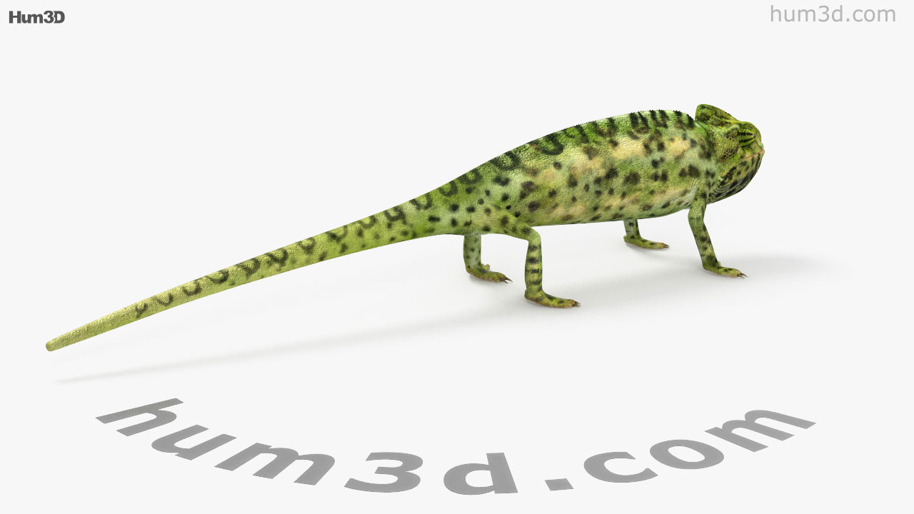 360 view of Veiled Chameleon 3D model - 3DModels store